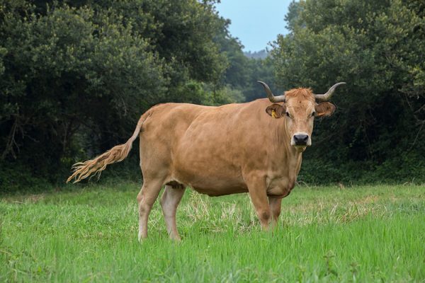 A Raça - Carne Marinhoa